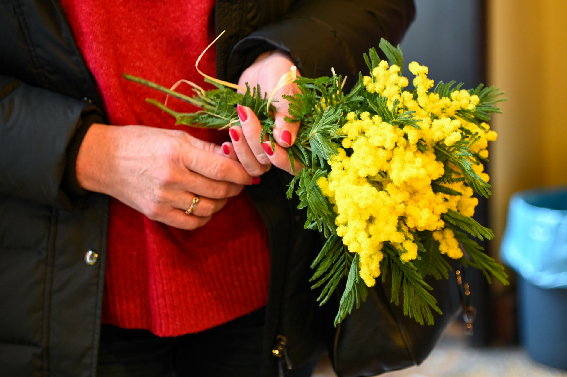 U subotu na Narodnom trgu obilježavanje Dana mimoza - Zadarski list