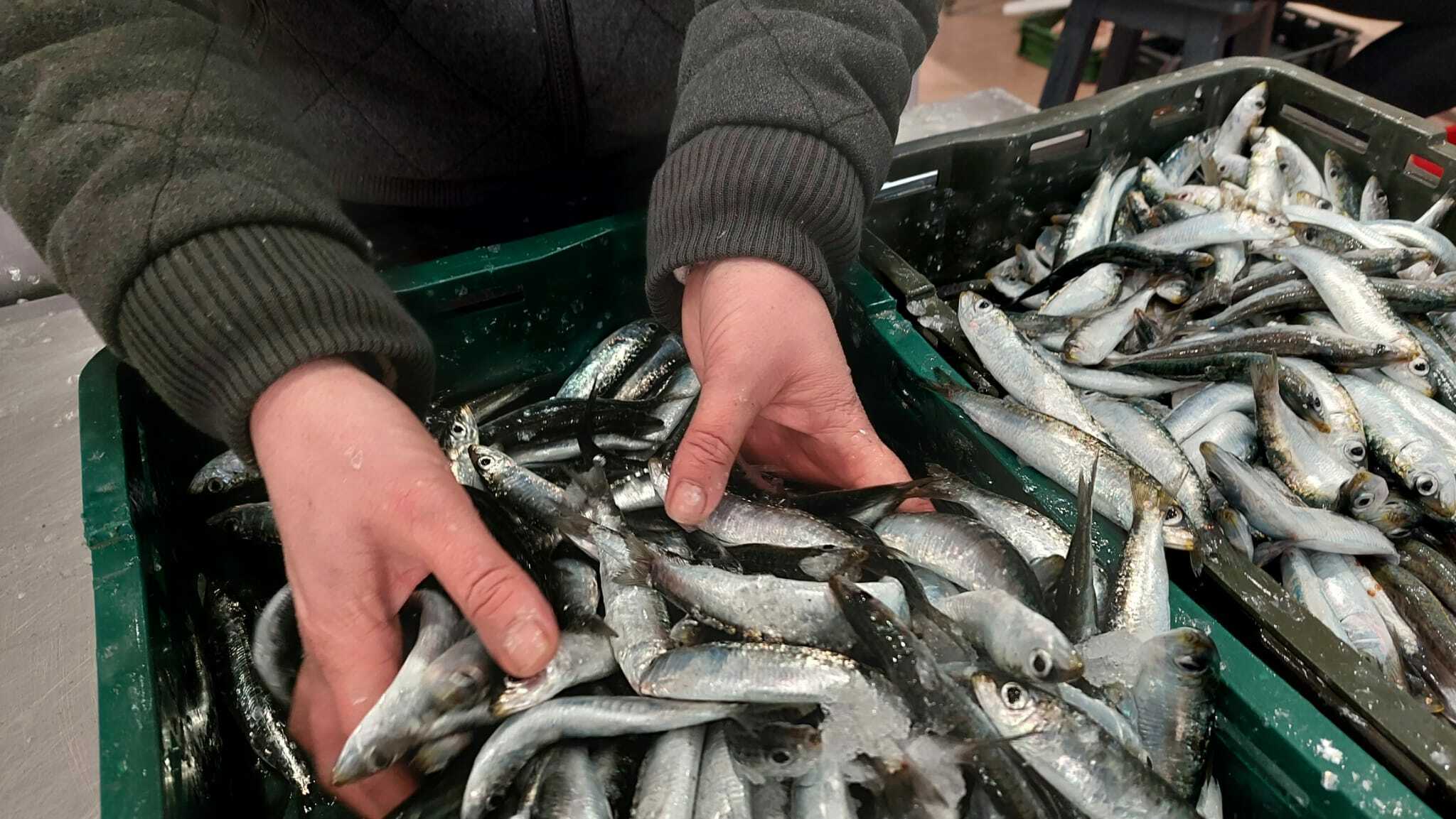 Nakon lovostaja srdela stigla na ribarnice, manja je nego se očekivalo ...