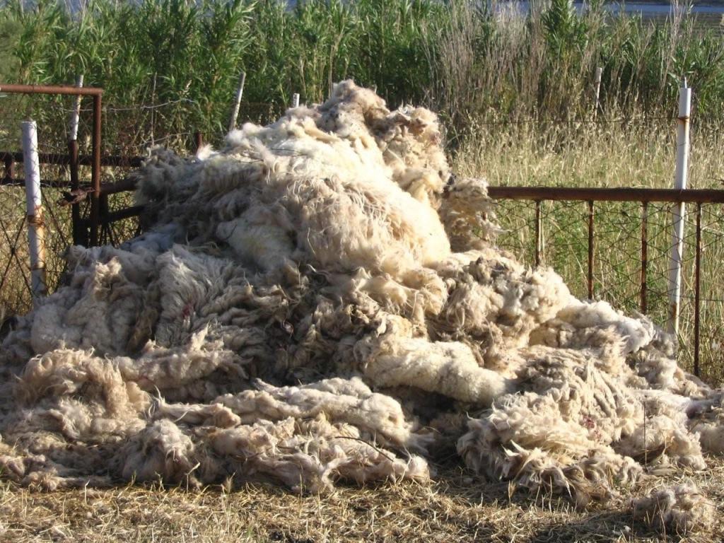 Vunu više nitko neće - Zadarski list