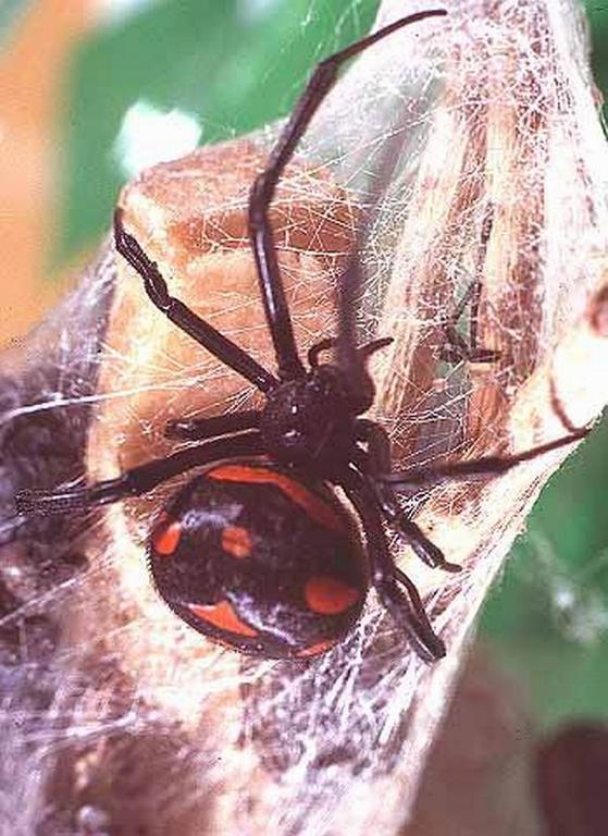 Crna udovica živi pored obiteljskih kuća - Zadarski list