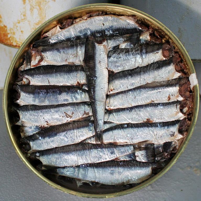 KRENULI DOBRI ULOVI INĆUNA - Zadarski list