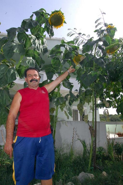 Procvao divovski suncokret - Zadarski list