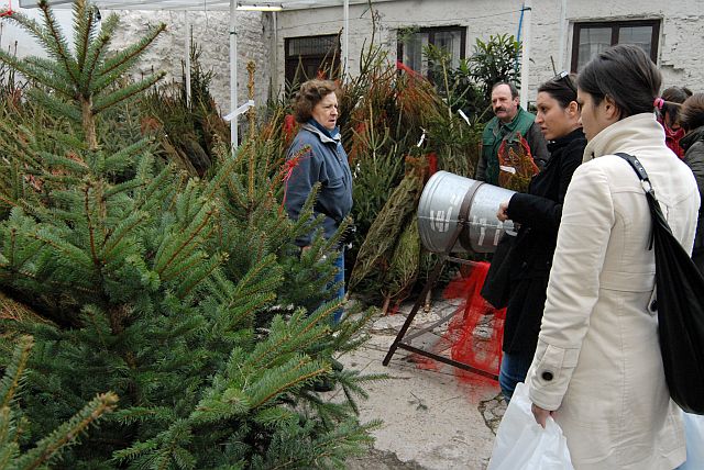 Pojeftinile božićne smreke - Zadarski list