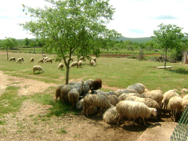 SIR I SKUTA OTJERALI KRIZU IZ MIRLOVIĆ ZAGORE - Zadarski list