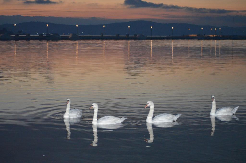 Labudovi se udomaćili u Labudovom jazu - Zadarski list