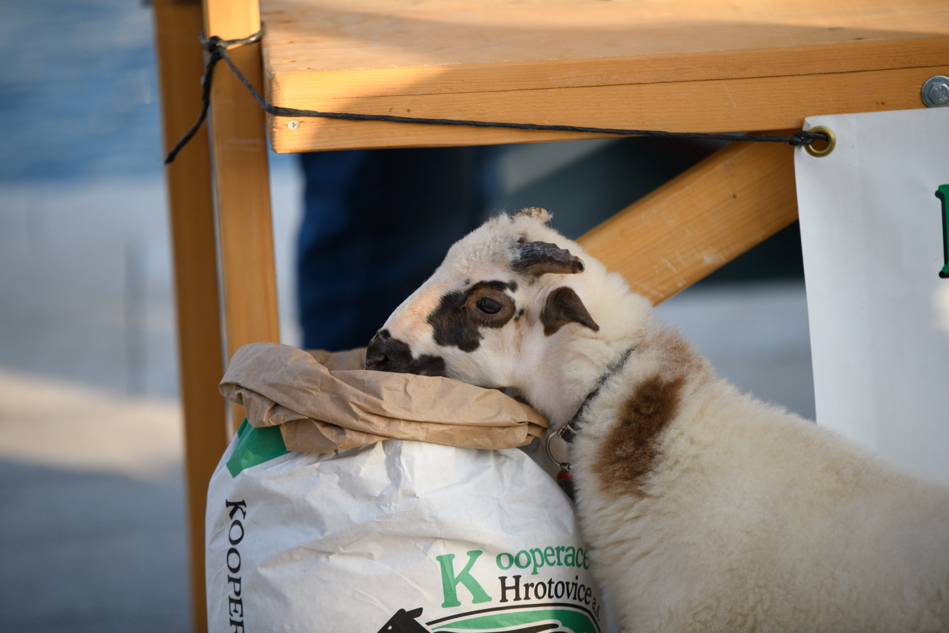 Paška ovca zaslužna za razvitak otoka i njegovog gospodarstva, kao i za ...