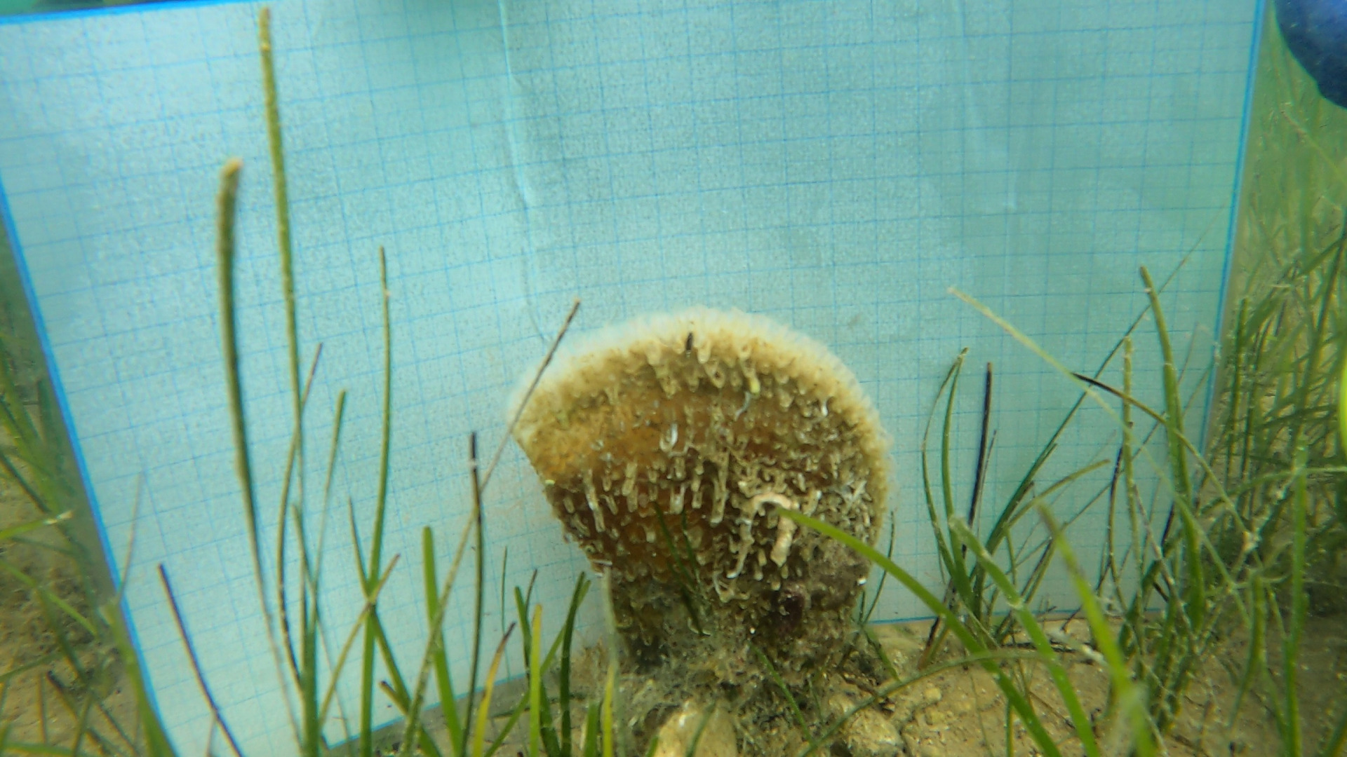 U Ninu akcija noćnog ronjenja zbog očuvanja plemenite periske ...