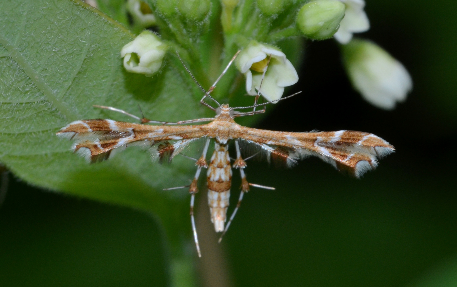 Grožđani moljac prijeti u vinogradima - Zadarski list