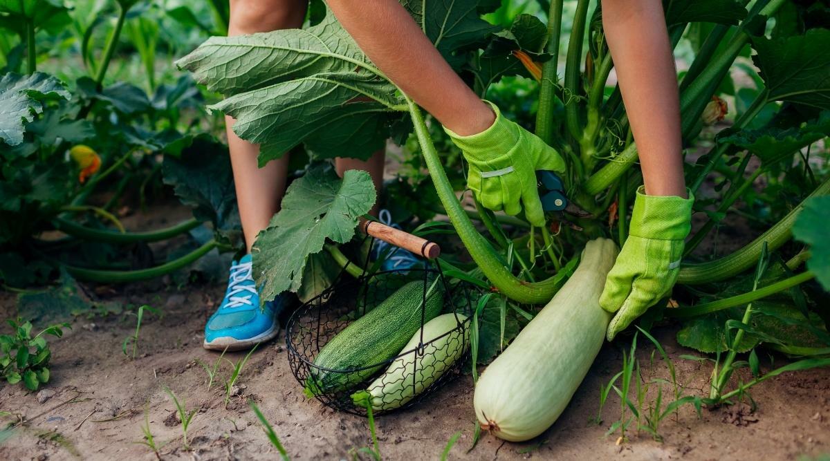 Vrijeme za sadnju tikvice u drugom usjevu - Zadarski list