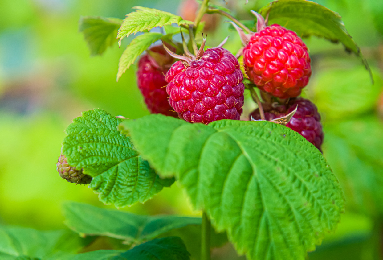 Priprema tla do listopada: sve o sadnji malina - Zadarski list