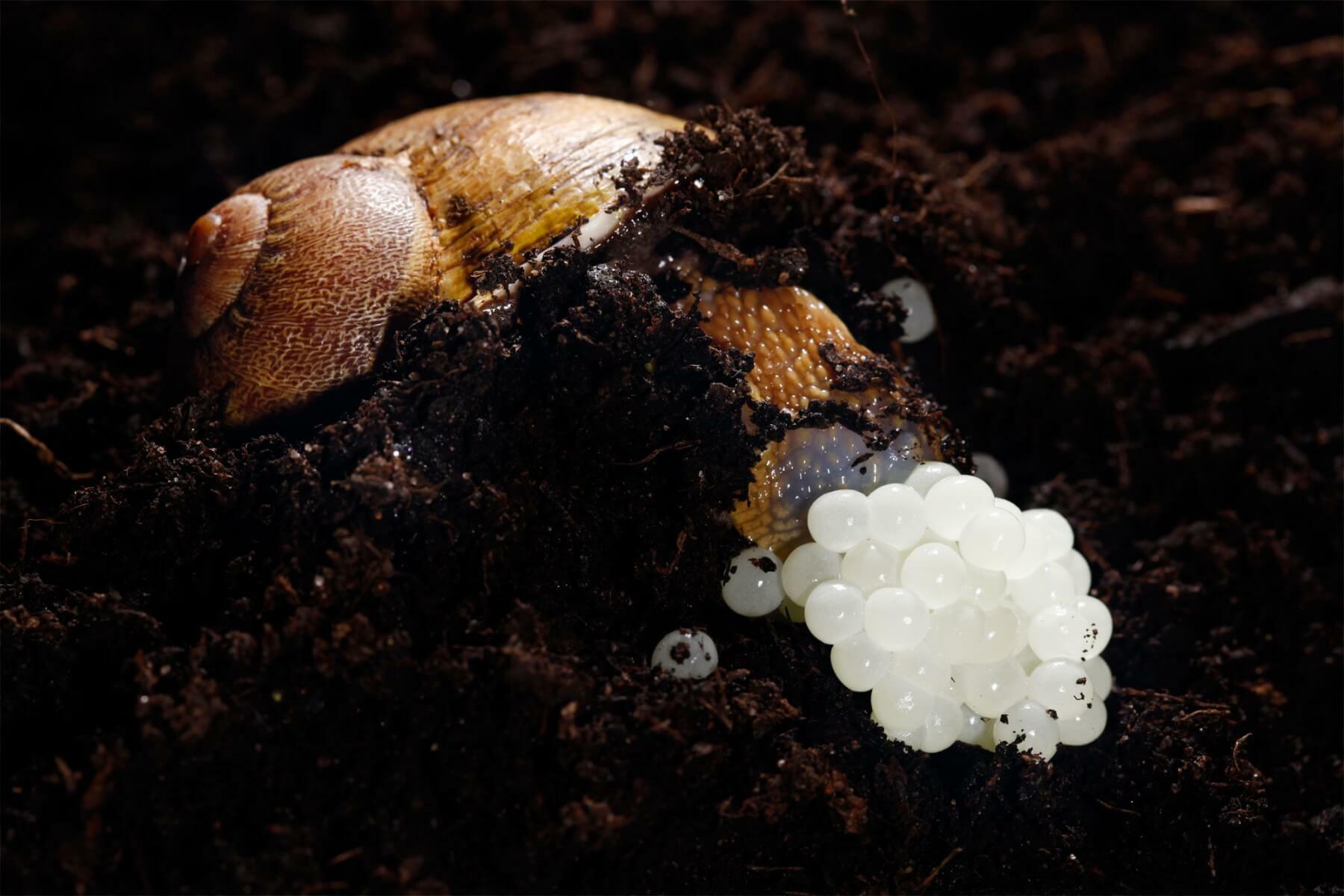 Preventivnim mjerama sprječavamo polaganje i broj prezimjelih jaja ...