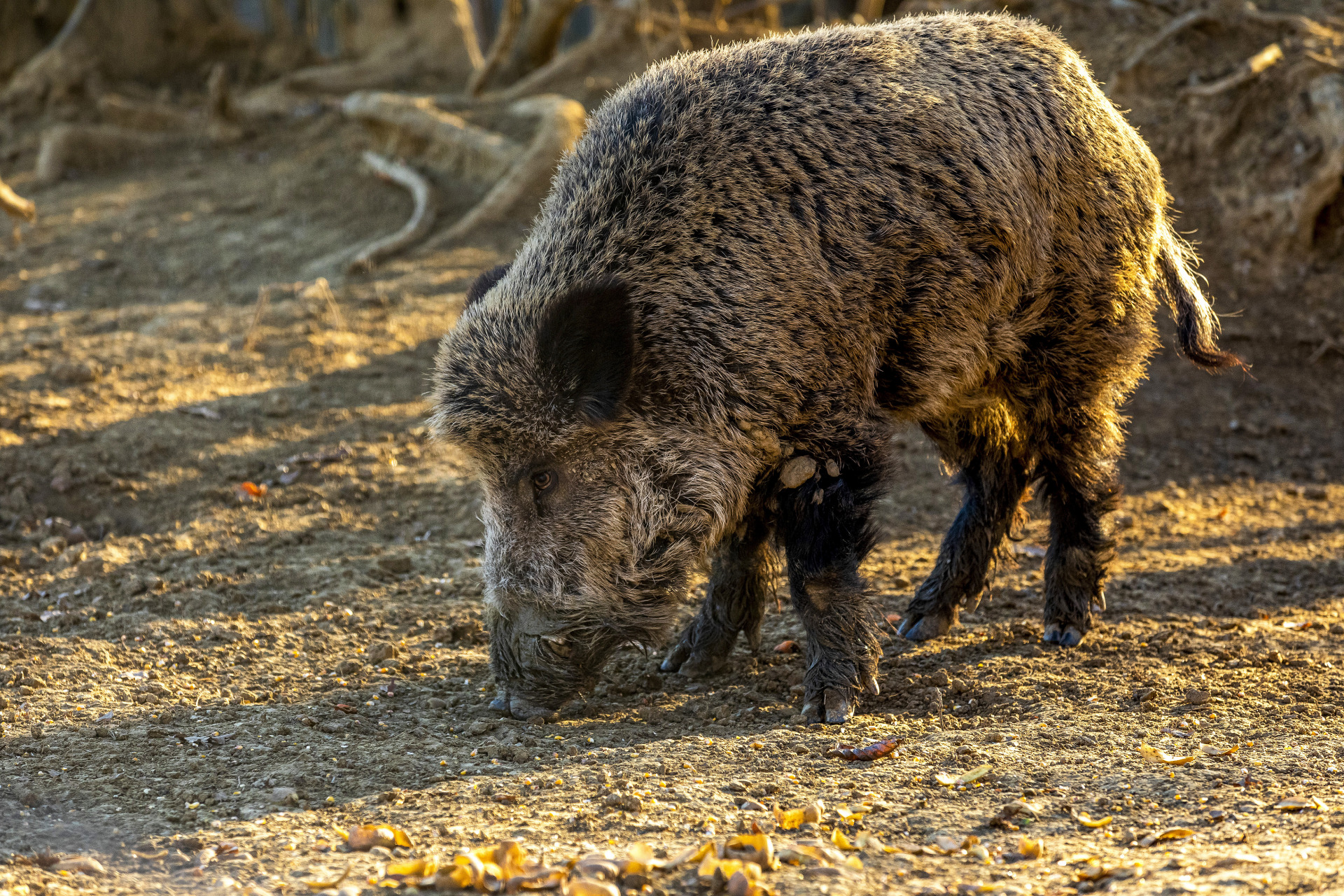Zaražena divlja svinja ipak pronađena na području grada Nina - Zadarski ...