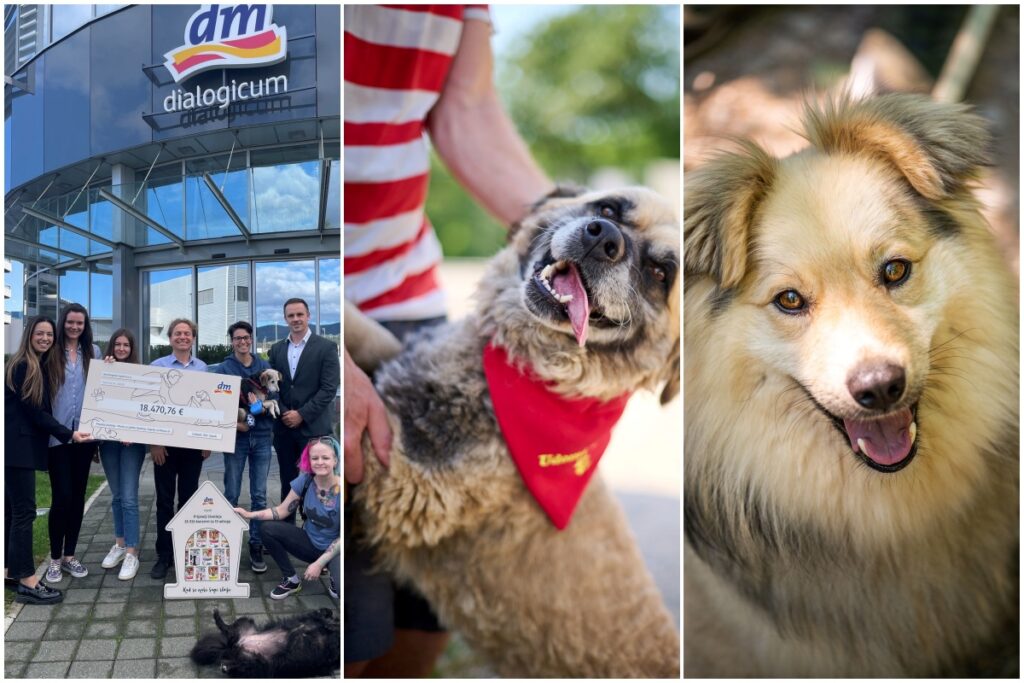 dm donirao više od tri tone hrane za napuštene pse i mačke u Rijeci i Malom Lošinju - Zadarski list