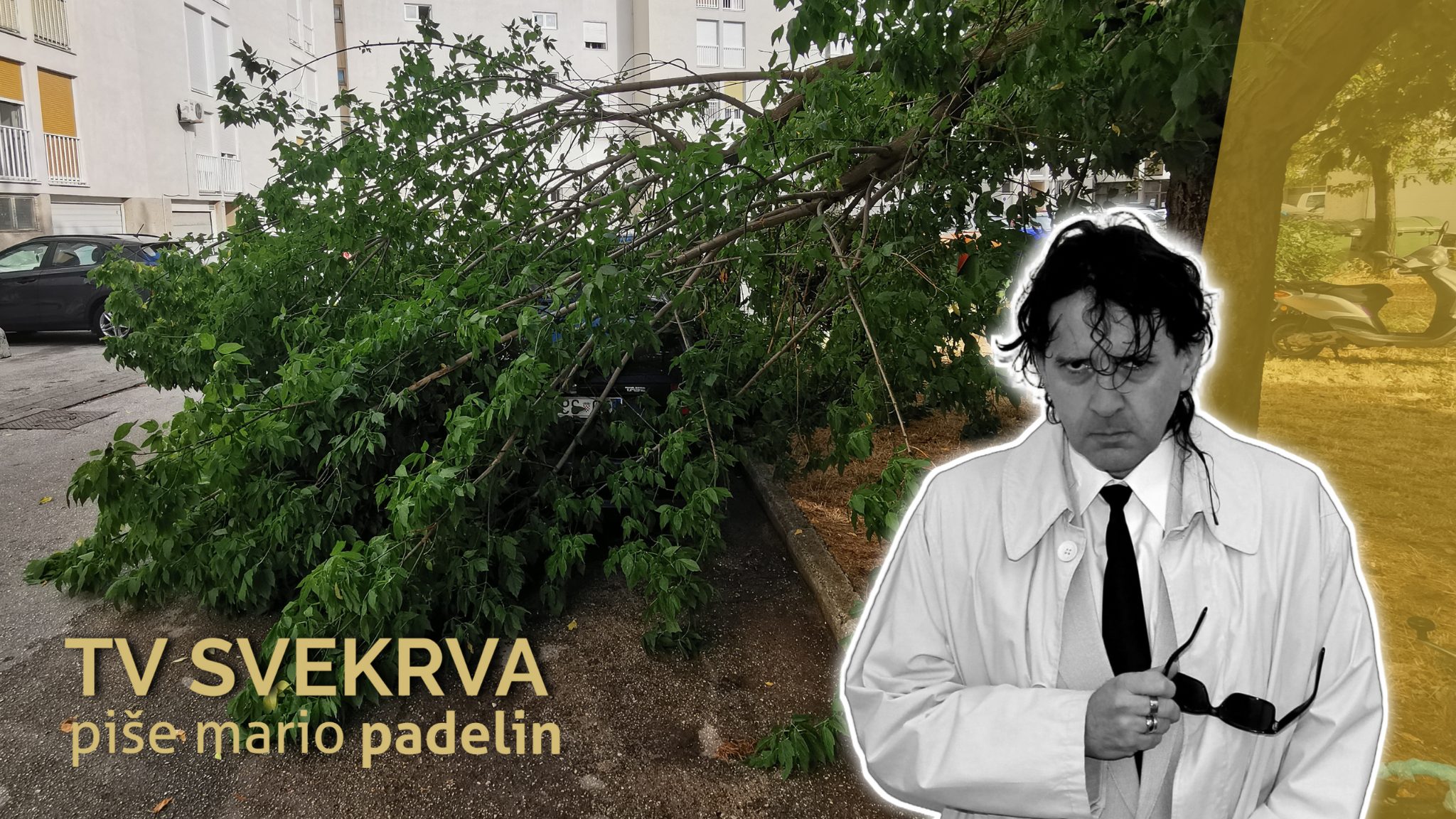 Što bi bilo da se u Zadru sruši stablo? 'Zelenilo u gradu nije povratak na rodno selo ...