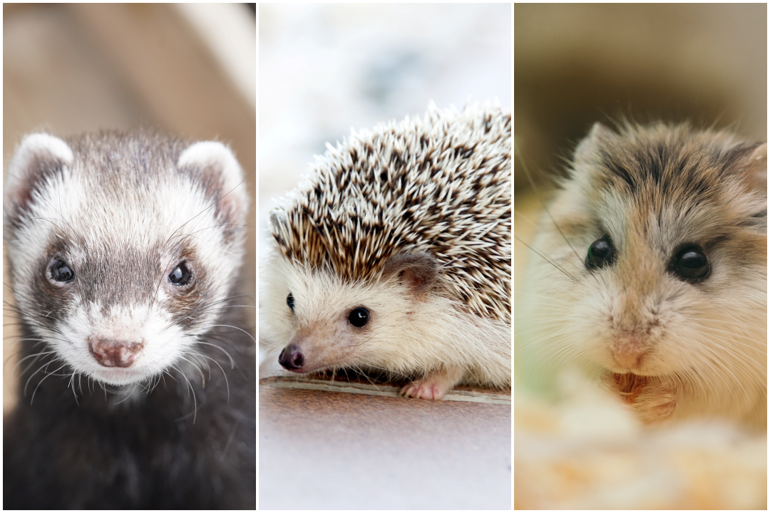 Odabrane su životinje godine u Europi, evo zašto baš jež, tvor i hrčak ...