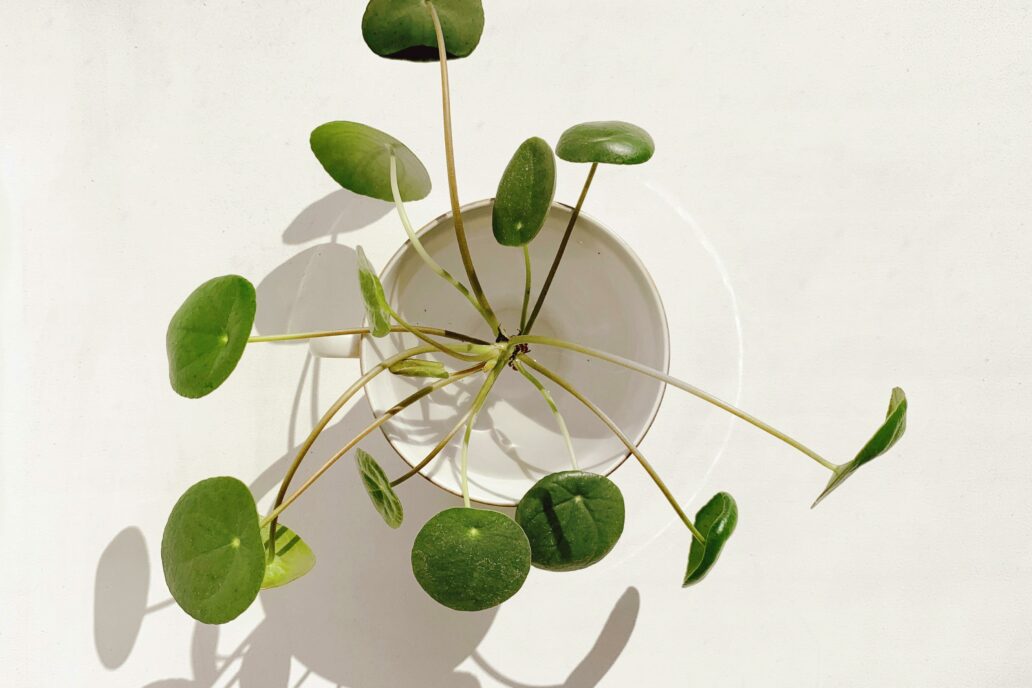 Probajte uzgojiti biljku novca u staklenoj čaši ili boci, jako je ...