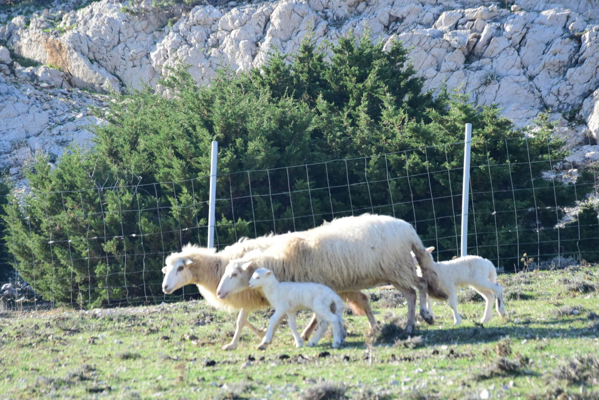 U Polači ukradena dva janjeta - Zadarski list