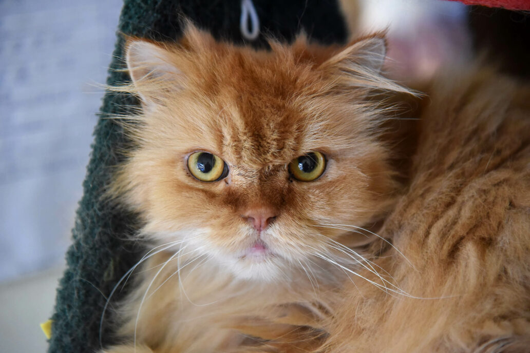 Neke vrste mačaka smatraju se posebno lijepima - Zadarski list