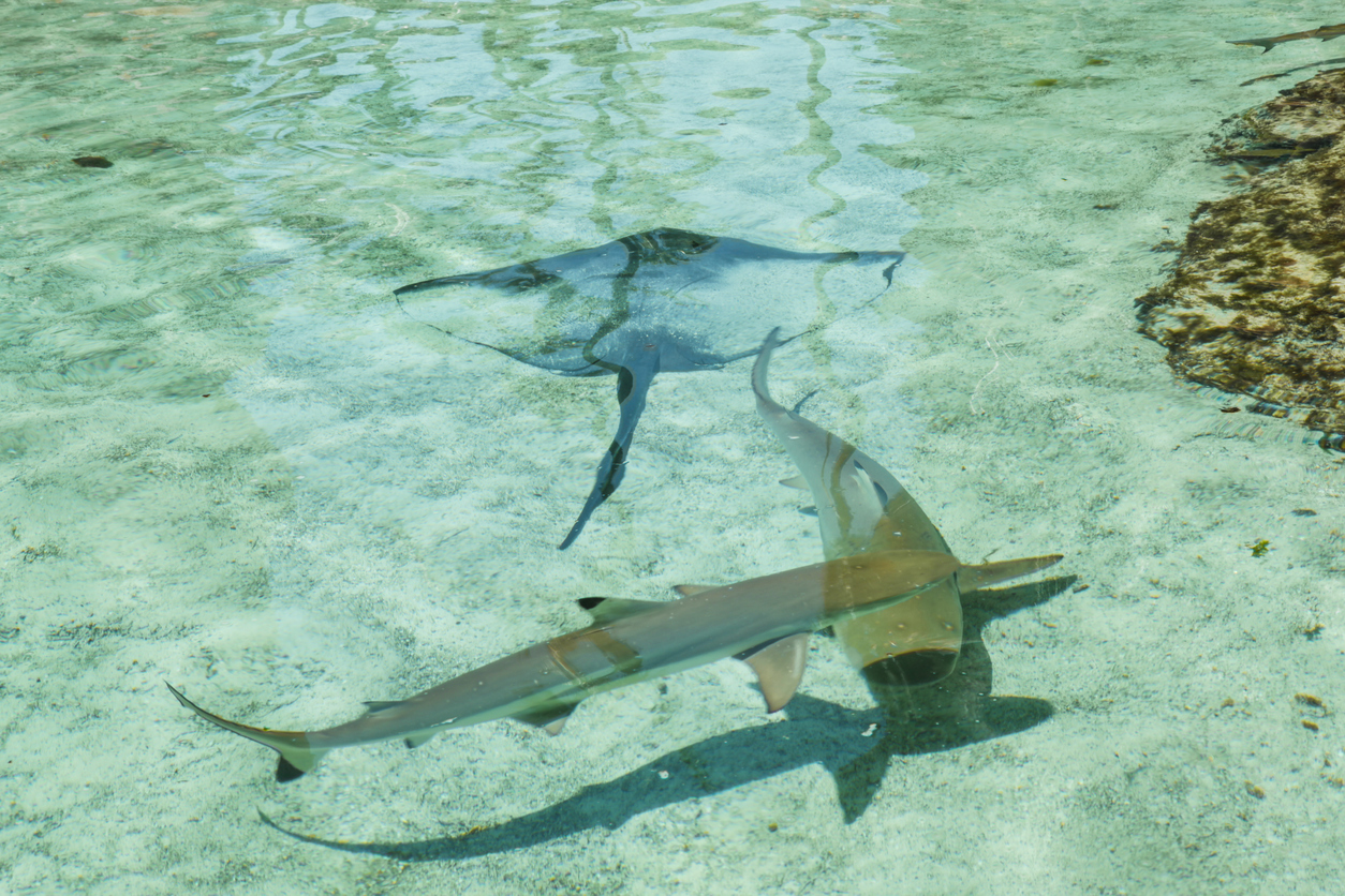 Izumrla jadranska vrsta morskog psa pronađena u – Crnom moru - Zadarski list