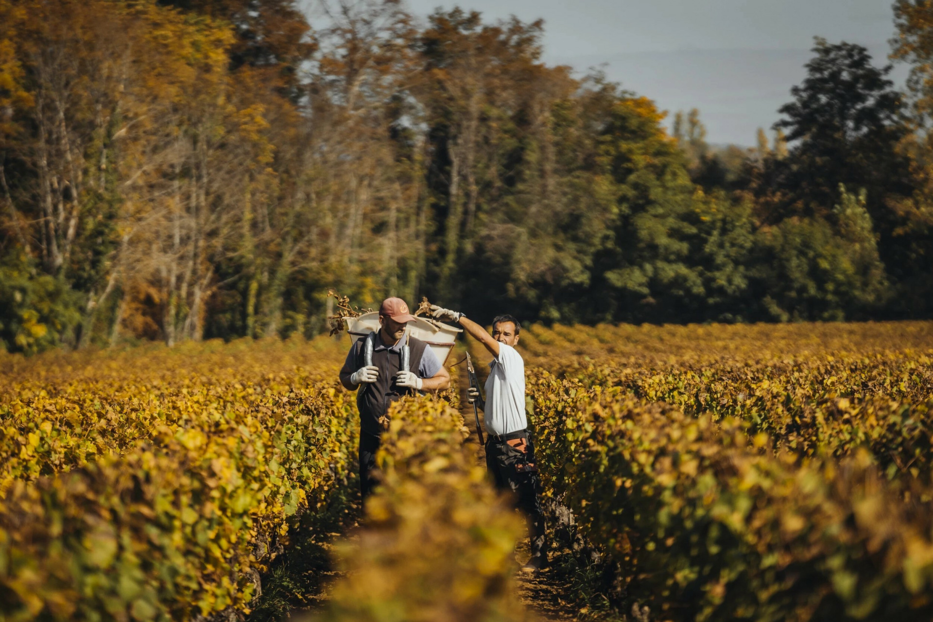 Domaine de Montille - Burgundija u svom najboljem izdanju - Zadarski list